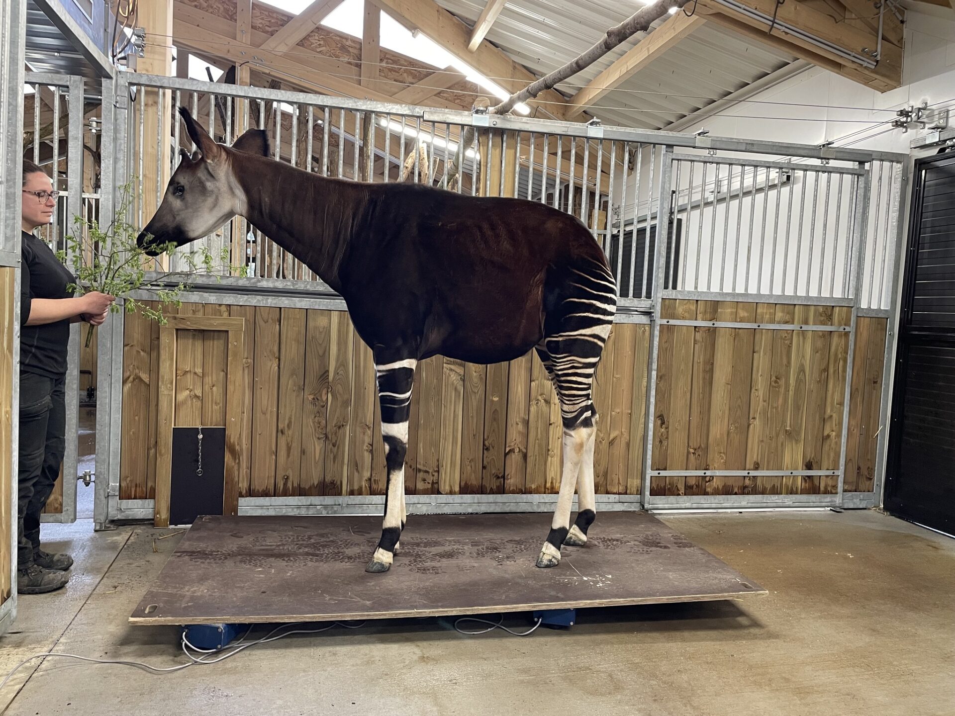 Cloisons pour zoo | LMS Bourbonnaise